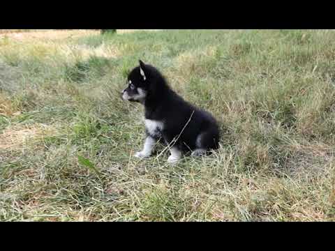 Meet Raegan the Pomsky Puppy! Reference Number 213560-05 - YouTube