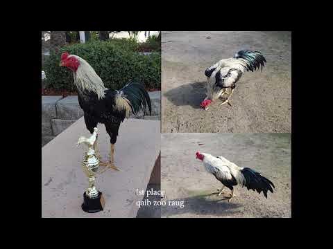 qaib zoo nraug - YouTube