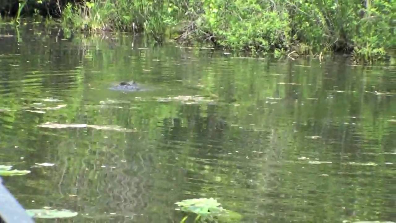 Carp Spawing in Red Mill Pond - YouTube