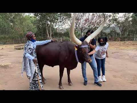 Most Majestic Cows in the world Inyambo Cattle Rwanda