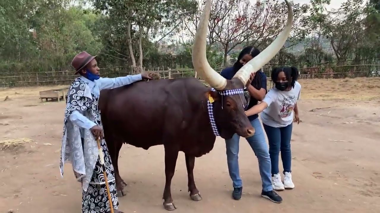Most Majestic Cows in the world | Inyambo Cow video - YouTube