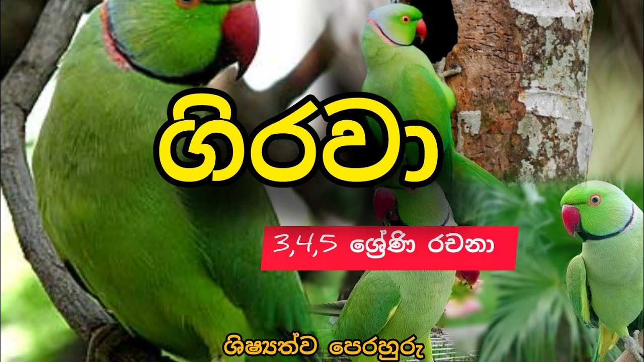 ගිරවා ️/3,4,5 ශ්‍රේණි රචනා ️ / ශිෂ්‍යත්ව පෙරහුරු /Girawa gana rachana # ...
