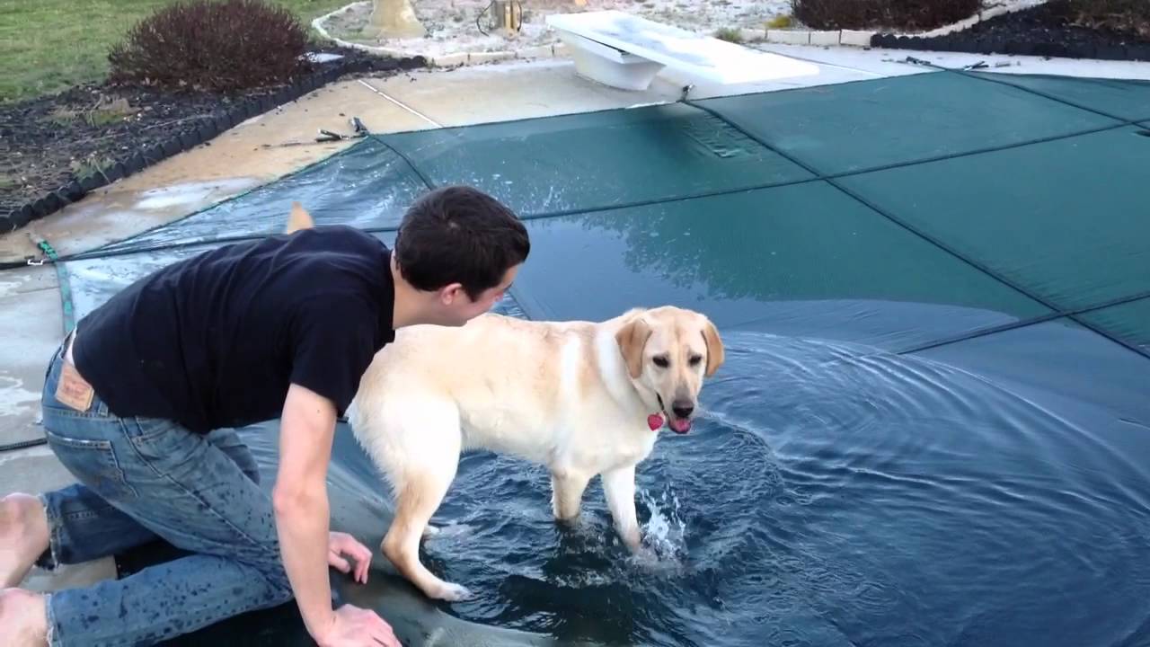 Pool Dog - YouTube