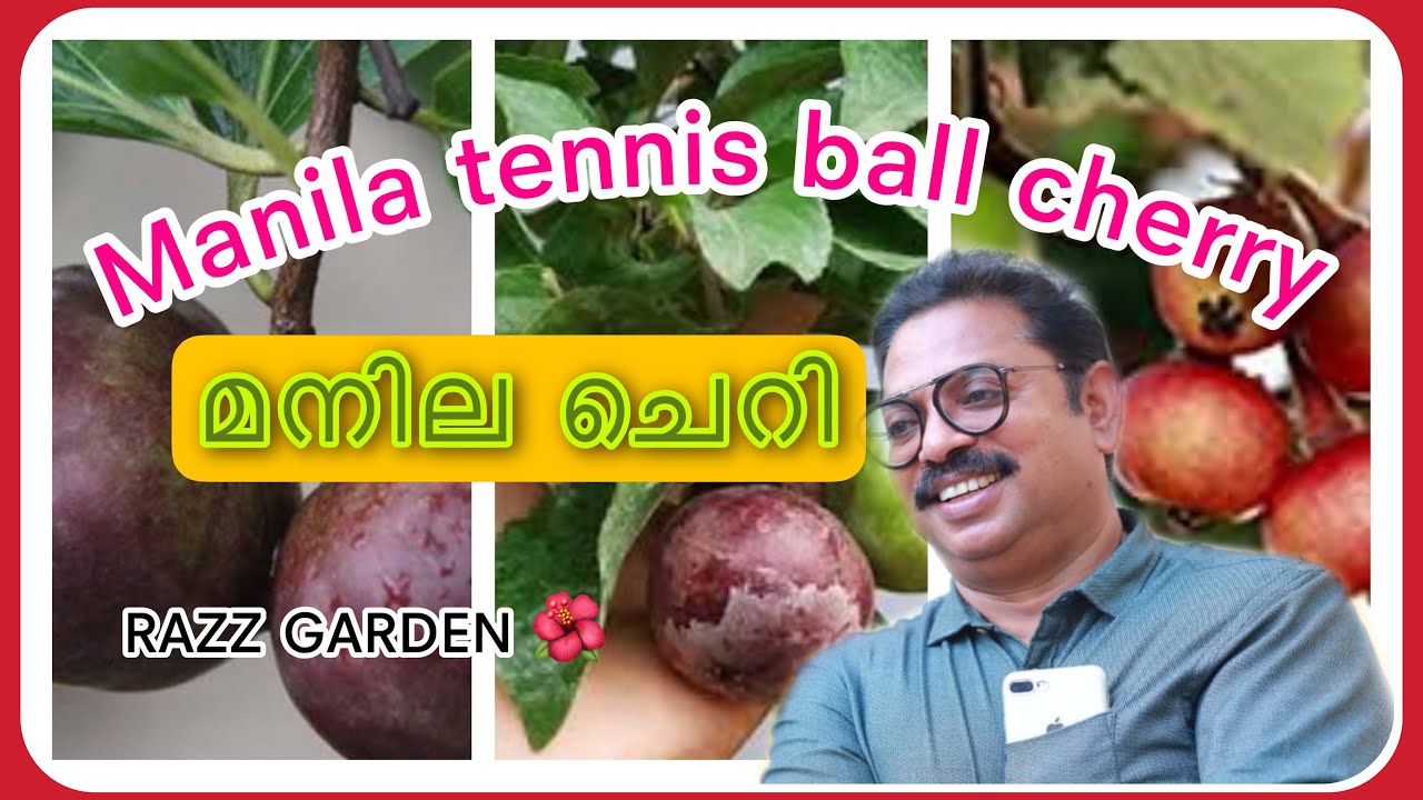 MANILA TENNIS BALL CHERRY മനില ടെന്നീസ് ചെറി - YouTube