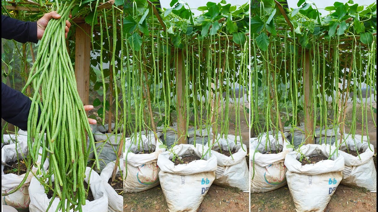 You can't ignore this tip for growing Long Beans, high yield ...