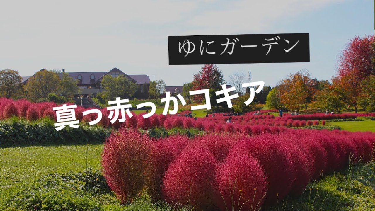 【花めぐり】真っ赤っかコキア ゆにガーデン Bright red Kochia Yuni Garden - YouTube