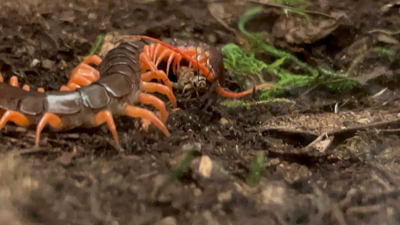 It’s just a Death 💀 hug 🫂. #centipede #centipedes#animal#pet#feeding ...