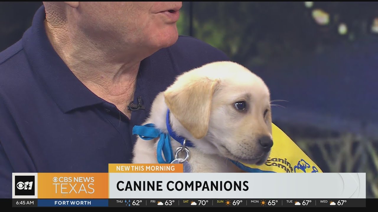 Meet our Canine Companion, Lonestar! - YouTube