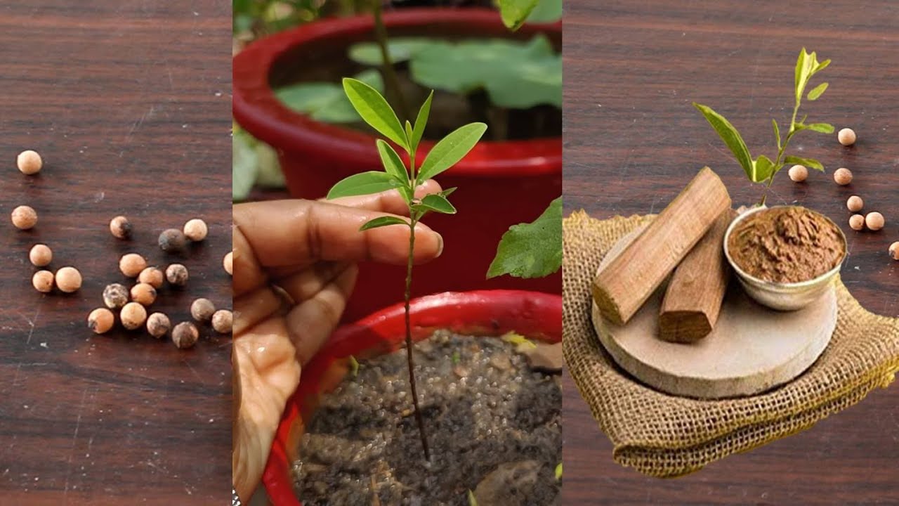 Grow Sandalwood from seed | Chandan का पौधा उगाएं बीजों से गमले में ...