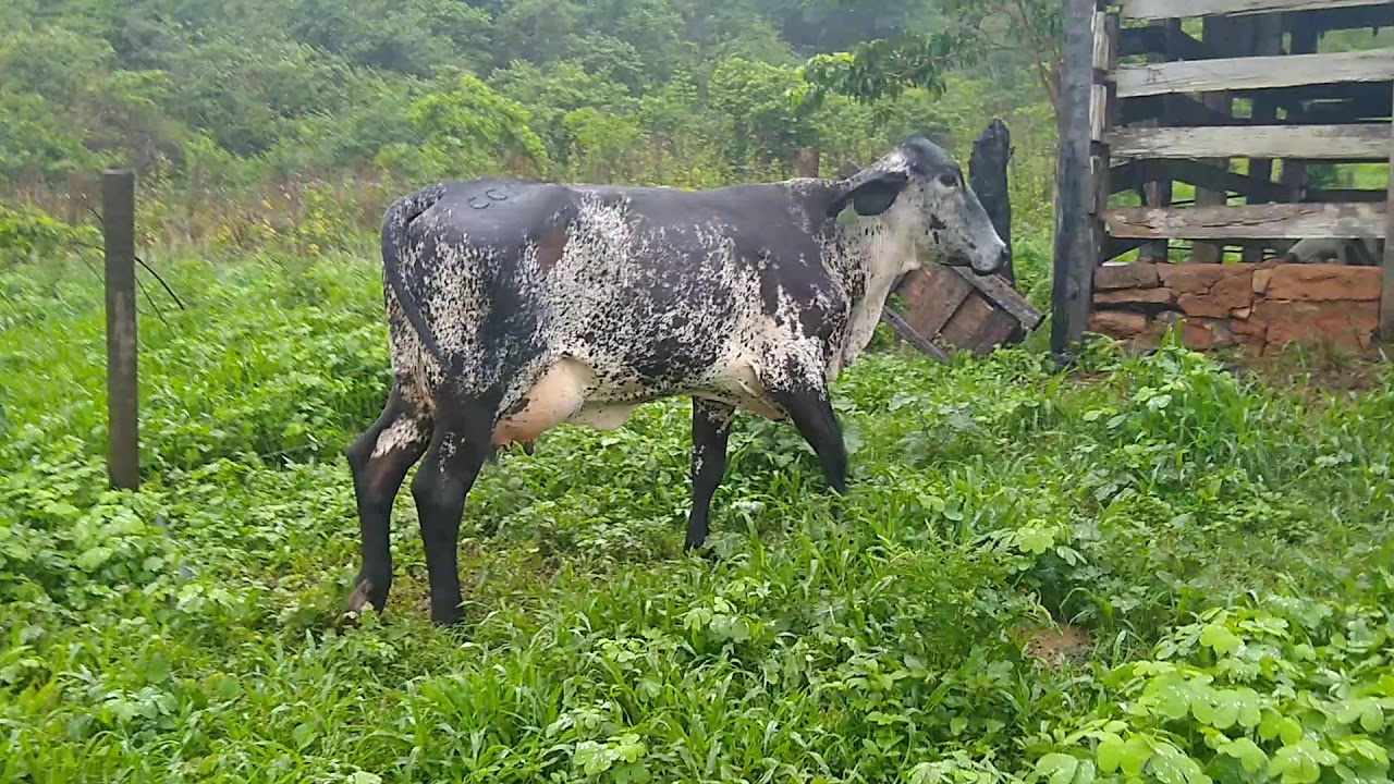 Vaca primeira cria no curral - YouTube