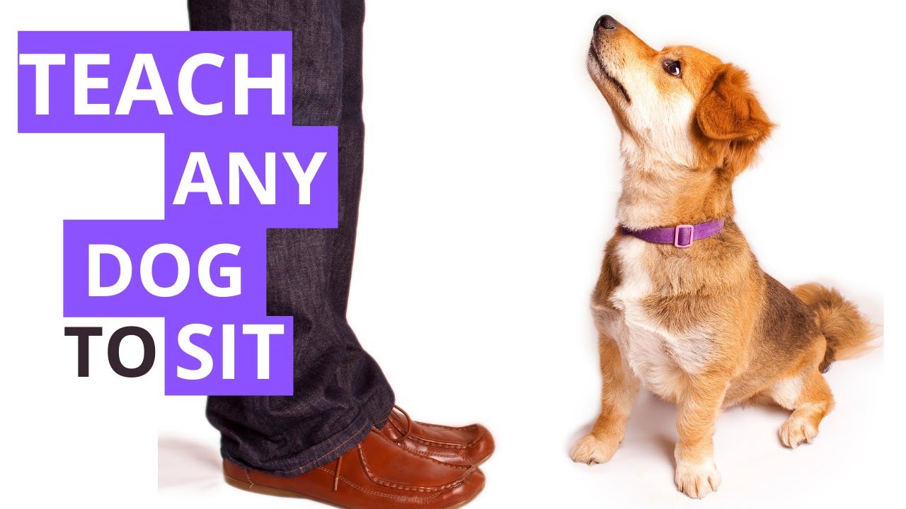 Easy Way to Teach your Puppy to Sit - YouTube