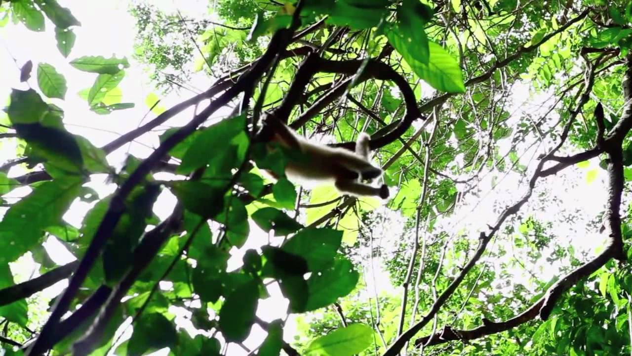 The Magic of Nariva: A trip to Bush Bush Forest, Trinidad - YouTube