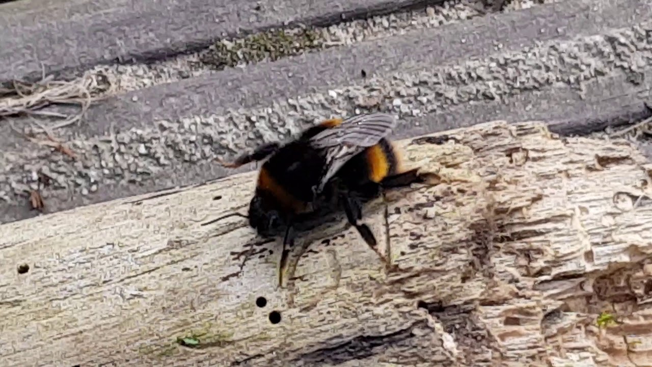 A large bumblebee walking along a log - YouTube