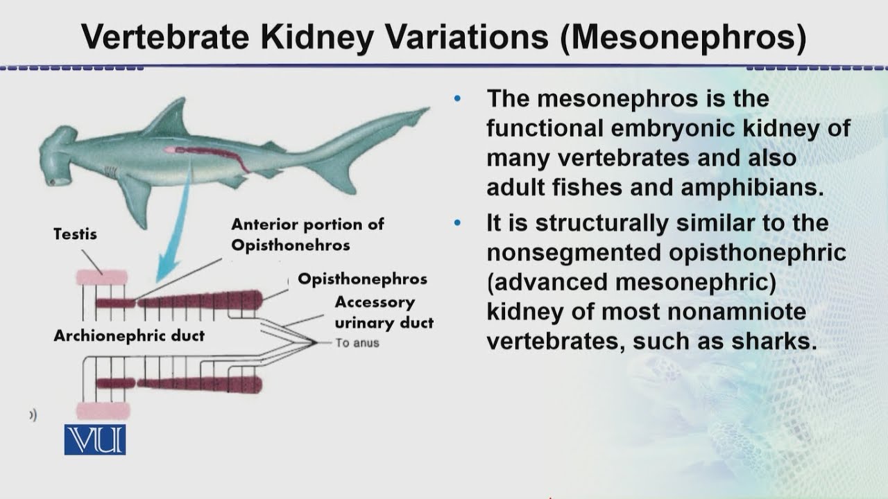 Vertebrate Kidney Variations (Mesonephros) | Animal Form & Function 2 ...