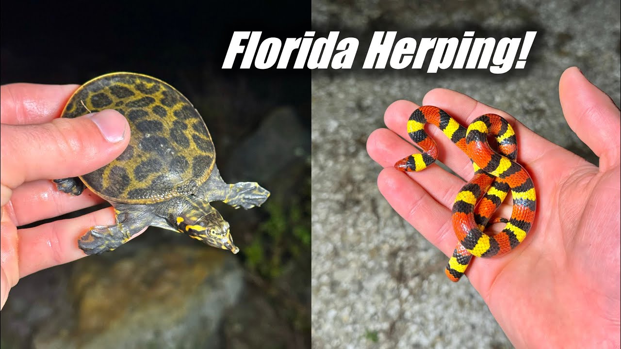 Night Shining For Snakes in Florida! - So Many Snakes! - YouTube