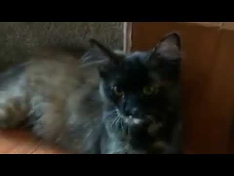 Cat Stop Motion Compilation - YouTube