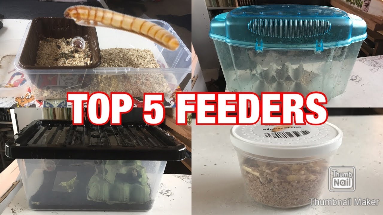 TOP 5 BEST live insect feeders!! - YouTube