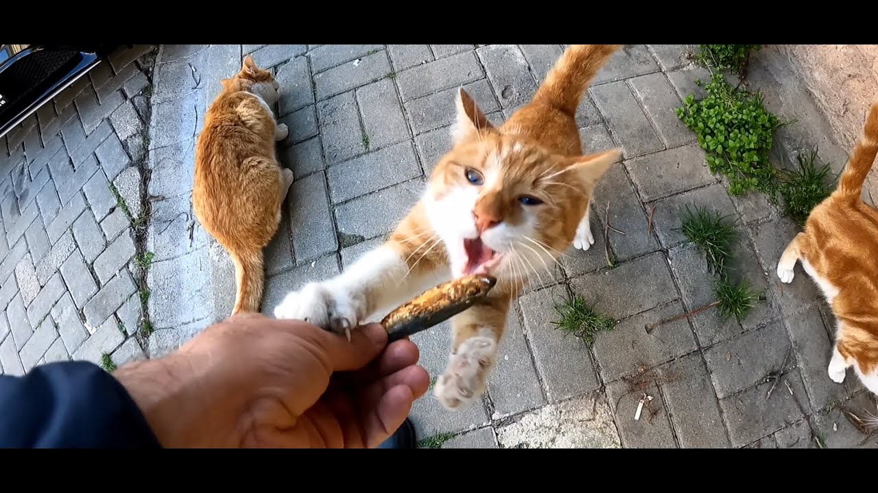 For each cat, one fish. Love street paws - YouTube