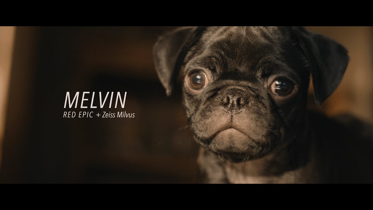 Red Epic + Pug Puppies 4k - YouTube