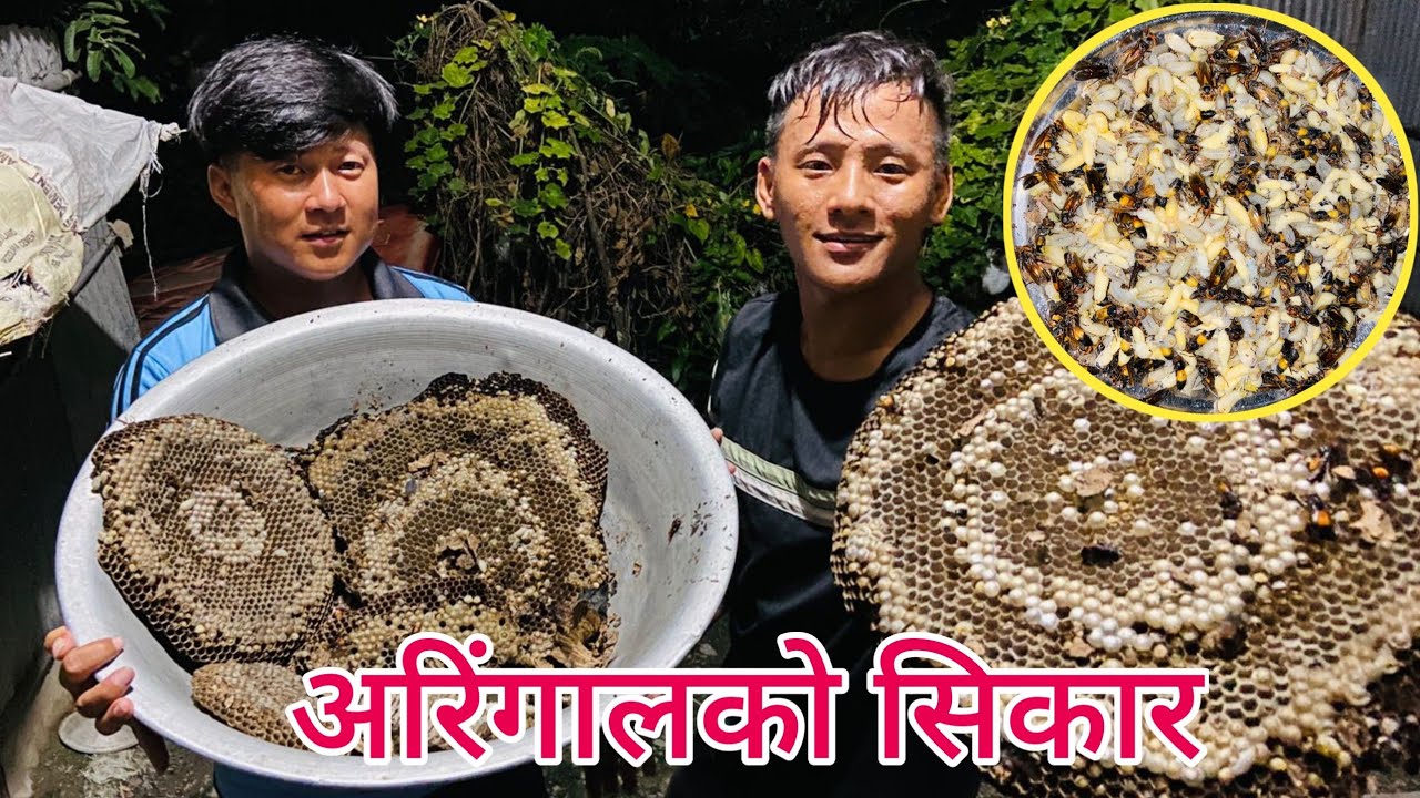 Black Hornet Aringal Asian Giant Hornet Hunting Nepal | Kalo Aringal ...