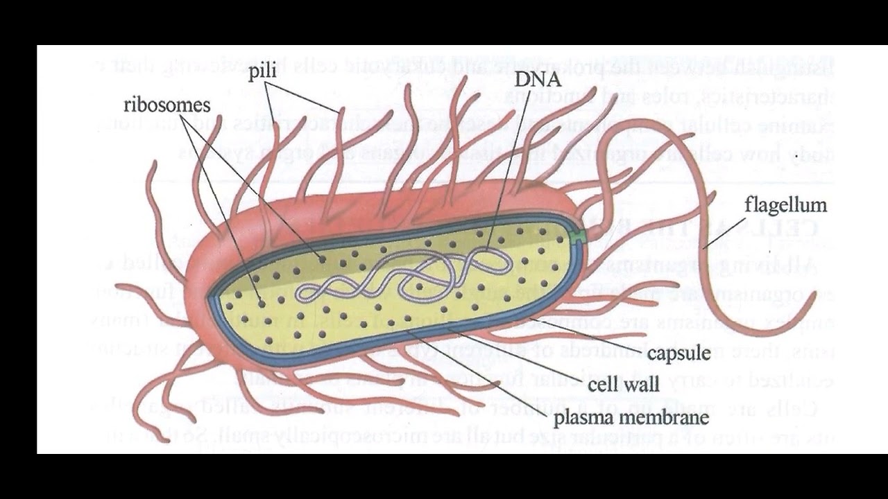 Grade 10 Biology, Chapter 2, Prokaryotic and Eukaryotic cells (Part 1 ...