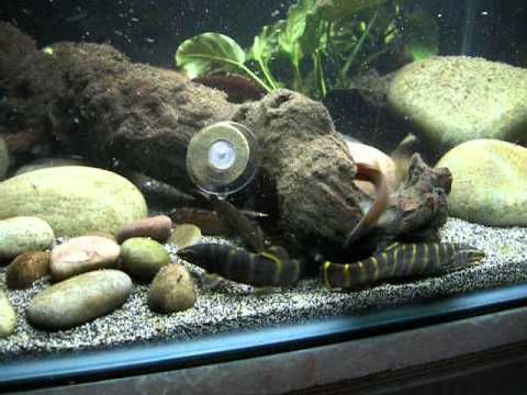 Chinese loaches feeding on New Era Tropical Grazer - YouTube