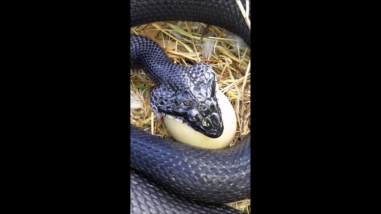 large black rat snake eating a duck egg. amazing. ..... - YouTube