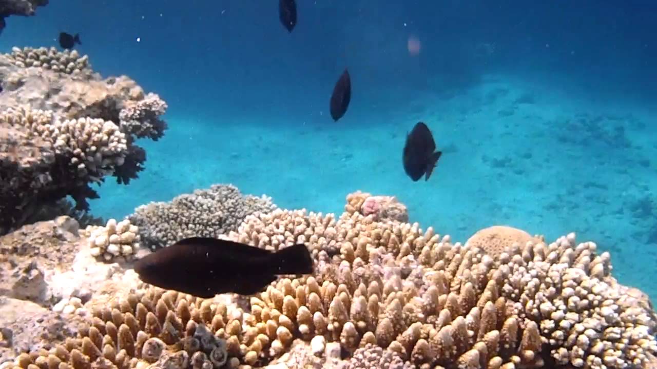 snorkelen in de rode zee 1 - YouTube