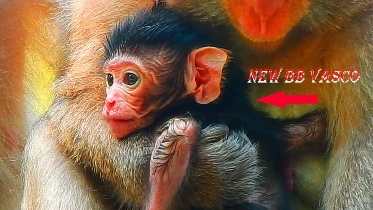 So Cute Newborn Baby Vasco Of Violet Just Born Only 2 Days Growing Very ...