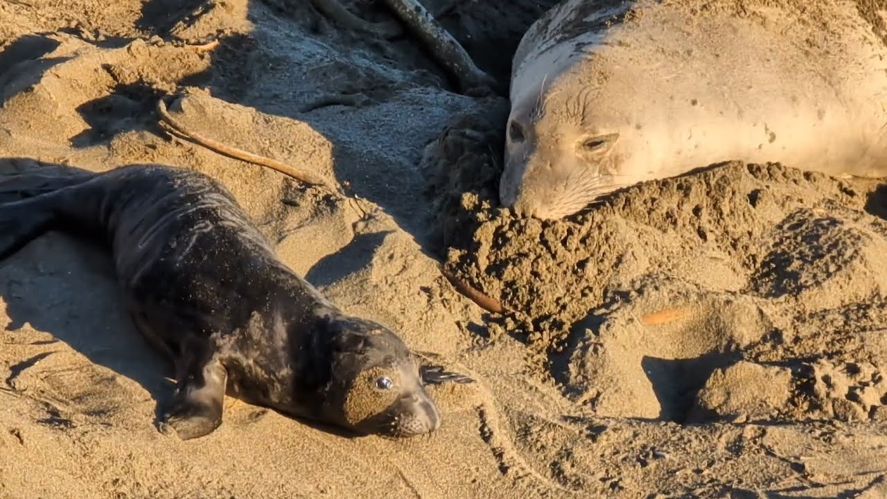 Seal pup asking too many questions - YouTube