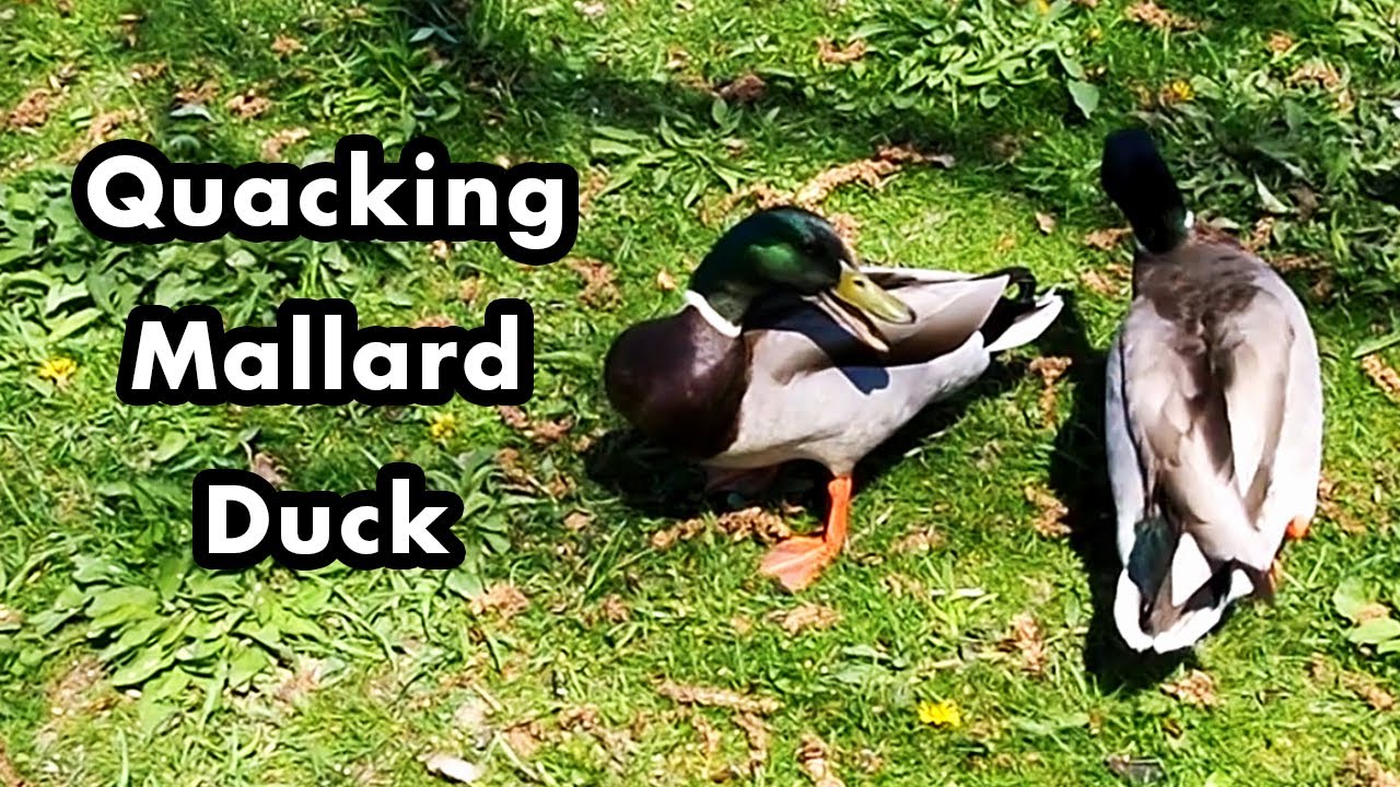 Mallard Ducks Quacking and Chasing Each Other - Duck Sounds - YouTube