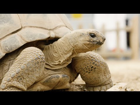 Meet Jersey Zoo's new Aldabra giant tortoises! - YouTube