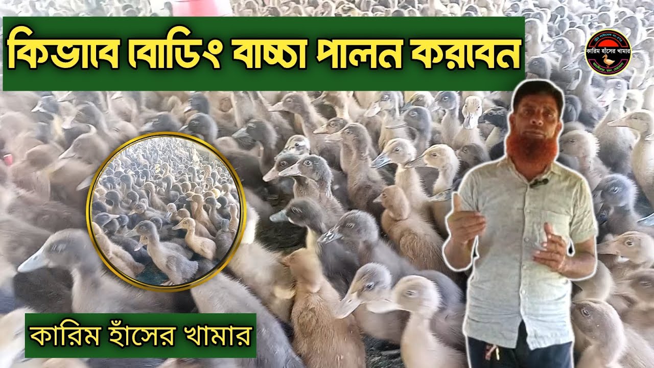 কিভাবে বোর্ডিং বাচ্চা পালন করবেন । #karim_haser_khamar #karim_duck_farm ...