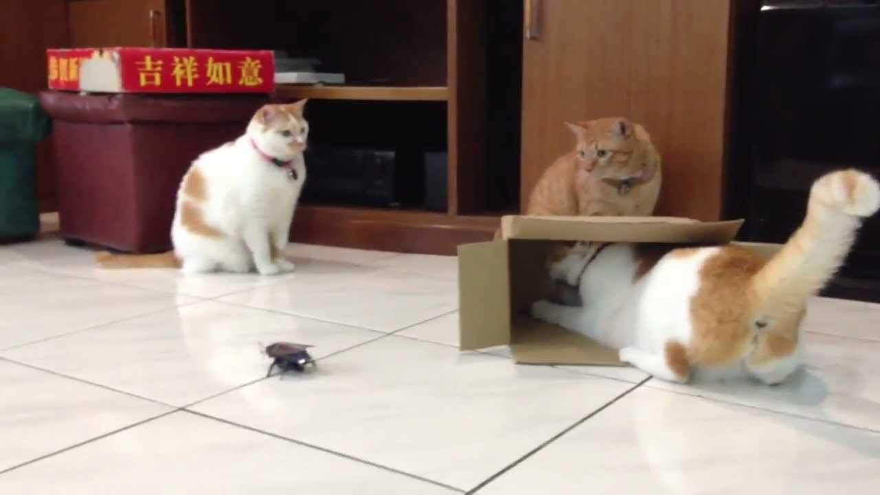 Cat Vs i-Cockroach part 2 - YouTube