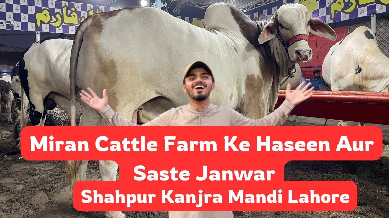 Miran Cattle Farm in Shah Pur Kanjra Mandi😍|Heavy and Beautiful Bull ...