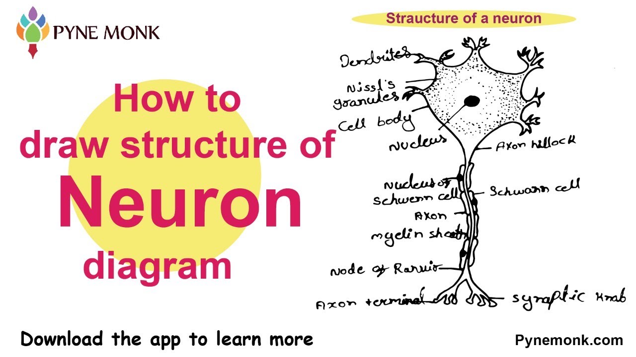 How to draw science diagrams| neuron| easy step by step science ...