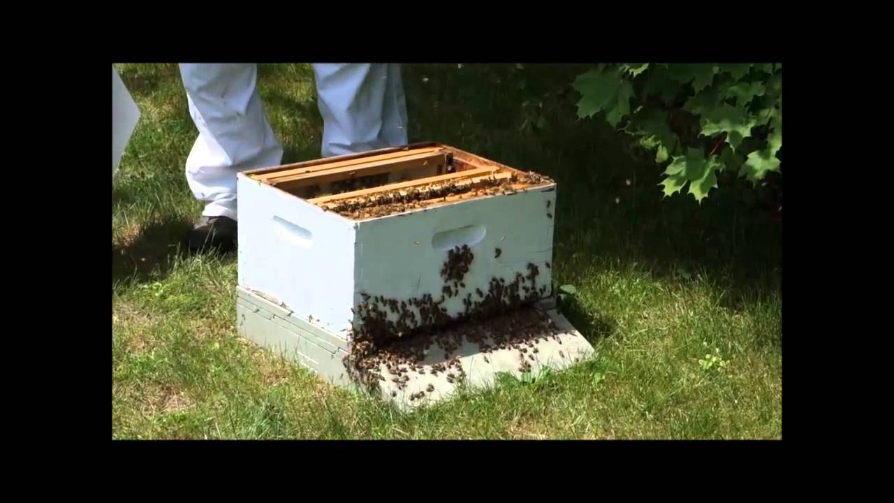 How To Catch Honey Bee Swarm - YouTube