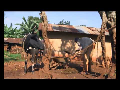 Shamba Shape-Up ep 4 Kisii, Kenya (English) - YouTube