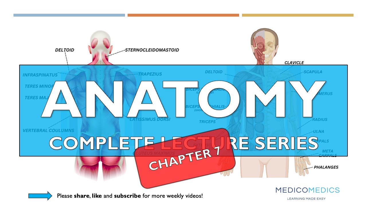 Anatomy Chapter 7 | The Nervous System: Brain, Spinal Cord, Neurons ...