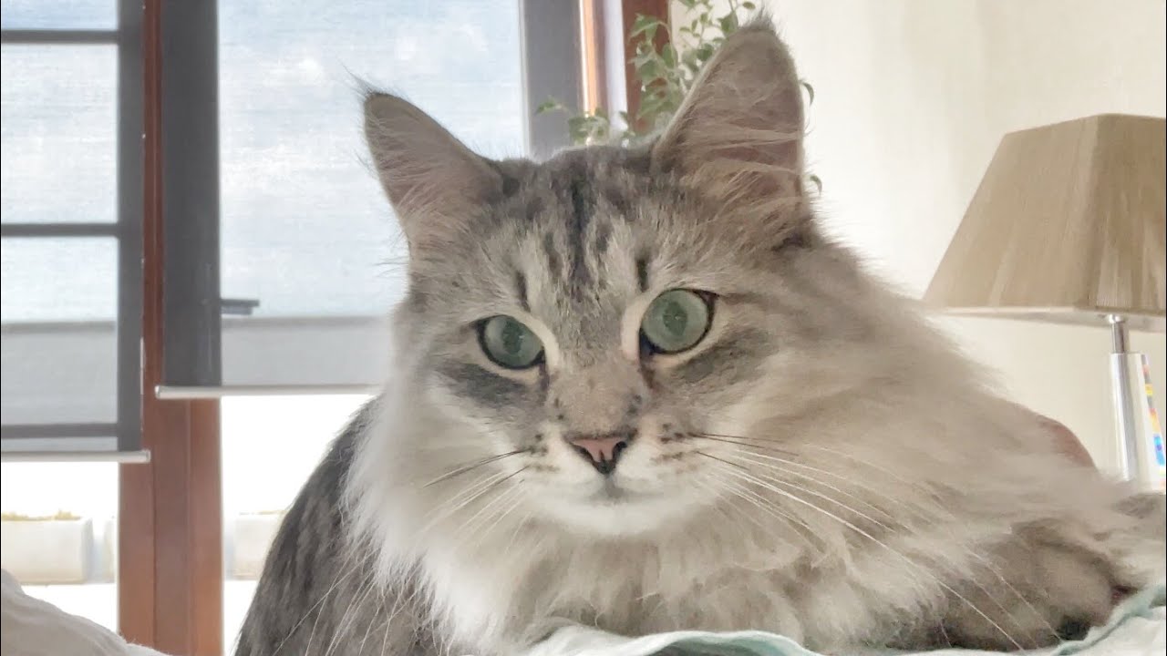 I watch my cat watch Cat TV - YouTube