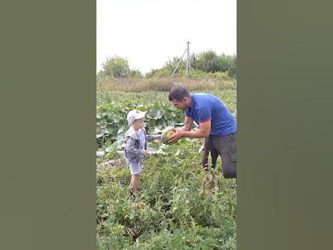 Арбуз с желтой мякотью (Зелибоба) - YouTube