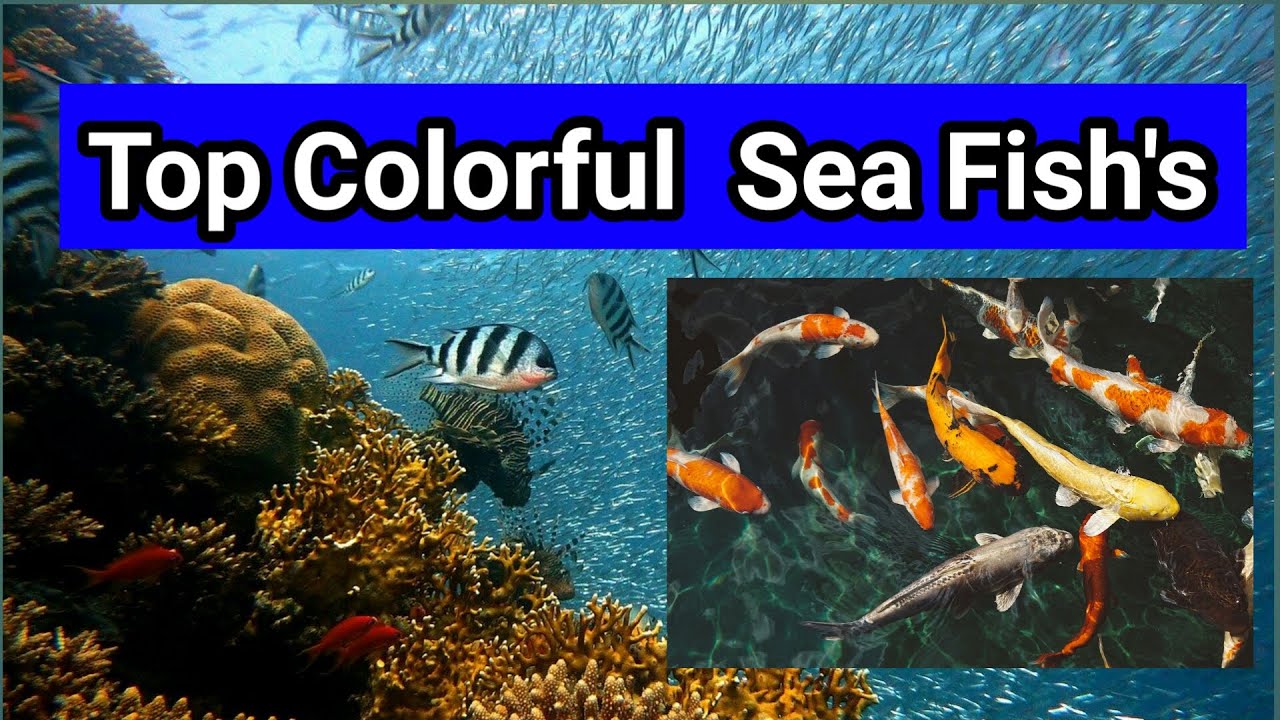 Top Sea Fish's in 2020 /The Most Important Fish's in the Sea world in ...