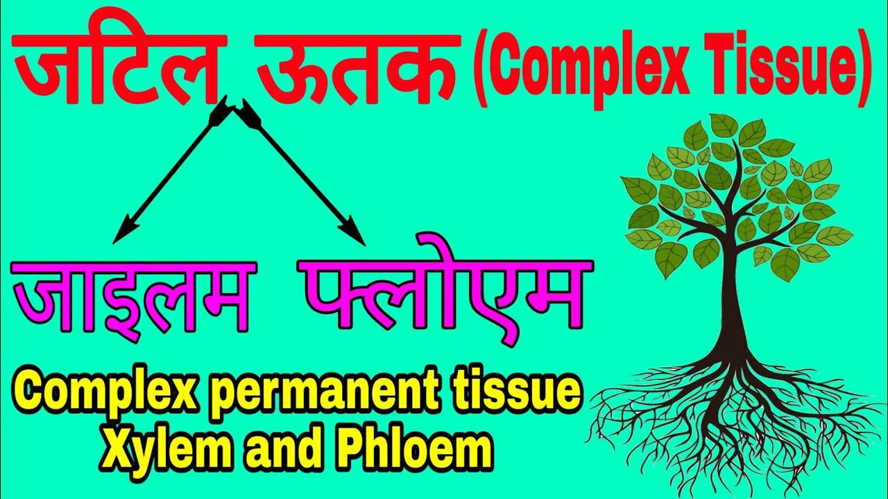 Complex Permanent Tissue Xylem Phloem Class 9 Science Tissues complex-permanent-tissue-xylem-phloem-class-9-science-tissues