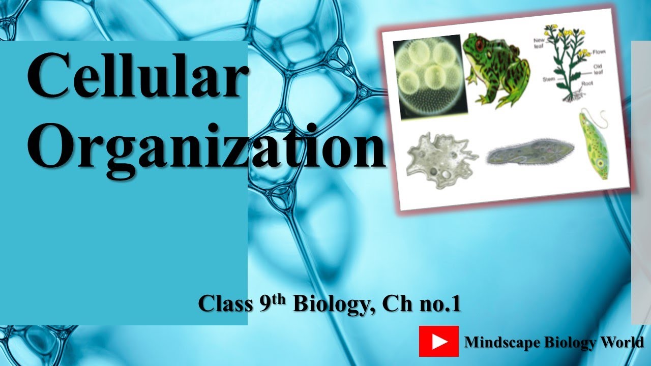 Cellular Organizations 9th class biology | Ch no 1 Introduction to ...