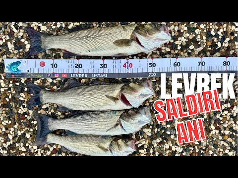 HARİKA SALDIRI ANI !.. Daiwa Salt Pencil - Atçek Spin Lrf Su Üstü Levrek Avı | Olta ile Balık Avı