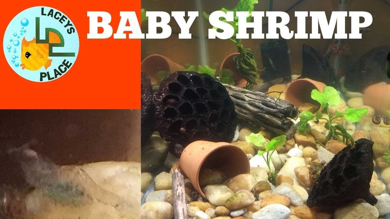 breeding wild caught ghost shrimp - YouTube