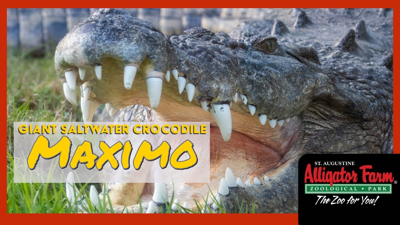 Up close to a GIANT Saltwater Crocodile: MAXIMO - Zoo in St Augustine ...