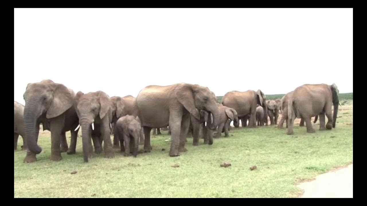 Elephants playing in mud and water. Chapter: A Day with Nandu. Class 4 ...