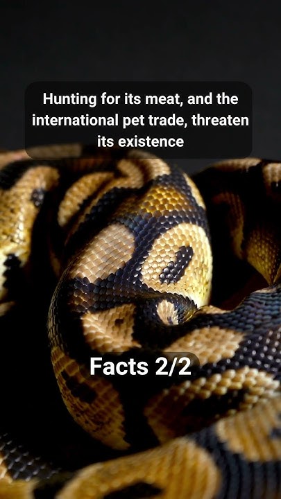 Interesting Facts About Ball Python #2 #shorts - YouTube