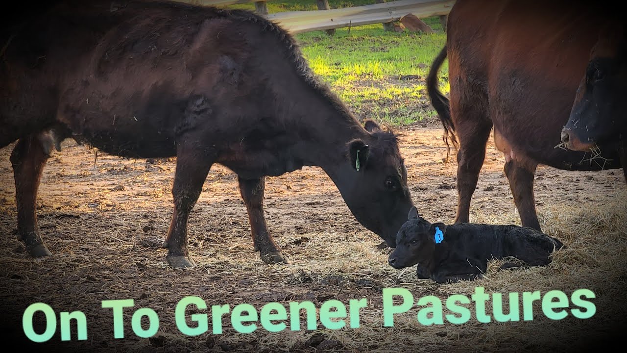 The Cows Are Gone - YouTube